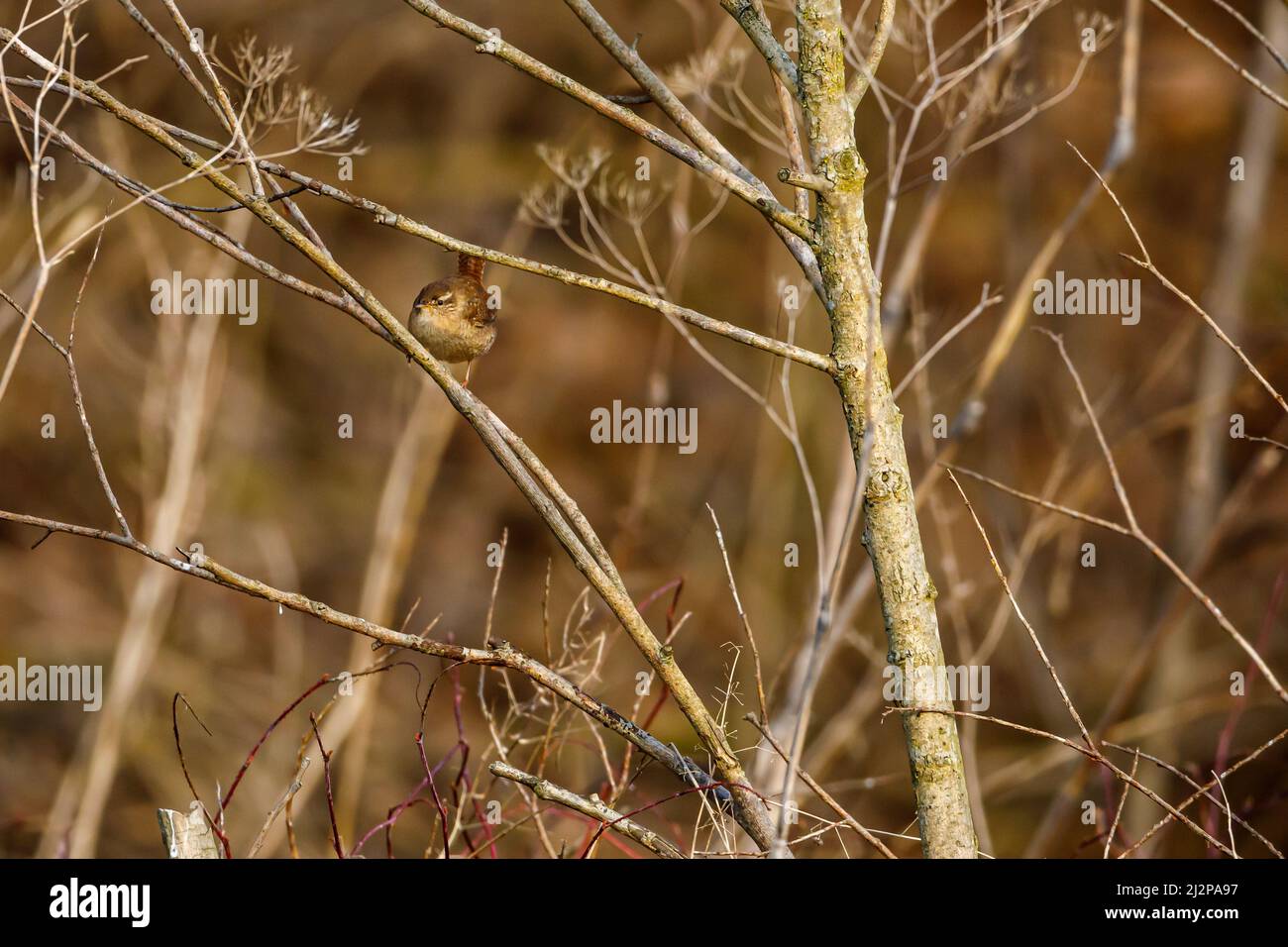 Cute wren hi-res stock photography and images - Alamy