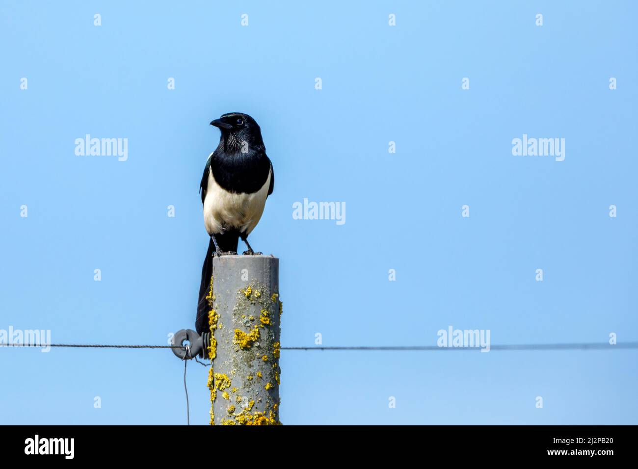 a magpie on a meadow Stock Photo - Alamy