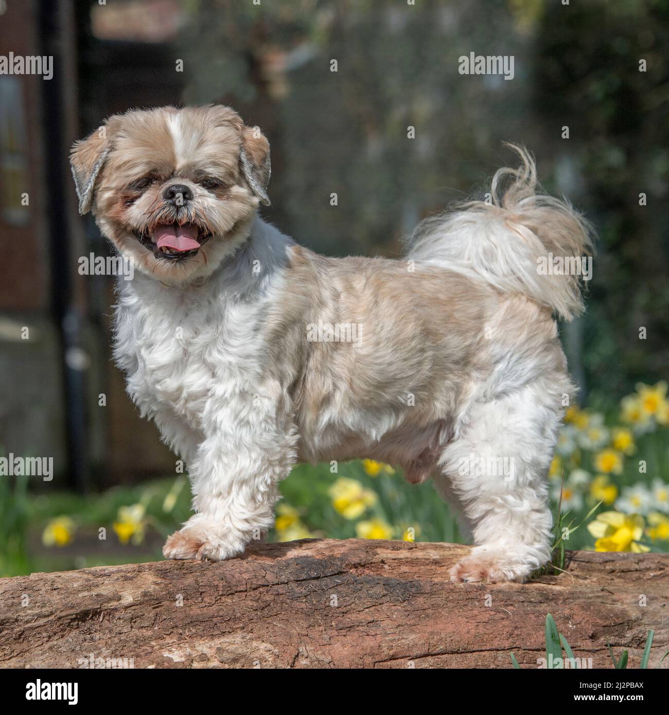 Shih Tzu dog standing side on, panting Stock Photo - Alamy