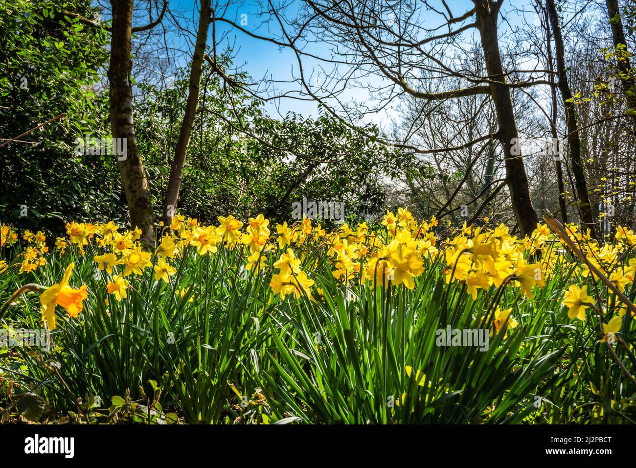 Spring to Life Stock Photo - Alamy