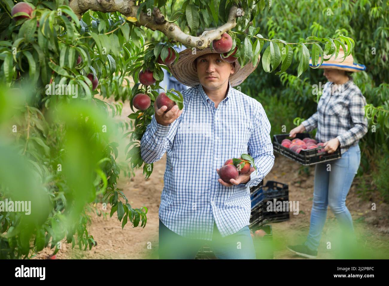 Woman farmer picking peaches hi-res stock photography and images - Alamy