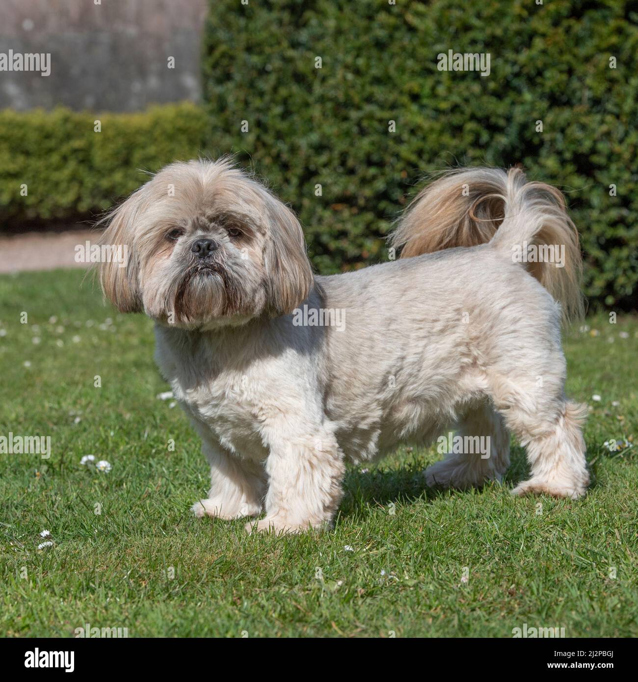 Shih Tzu do standing side on, in garden Stock Photo - Alamy