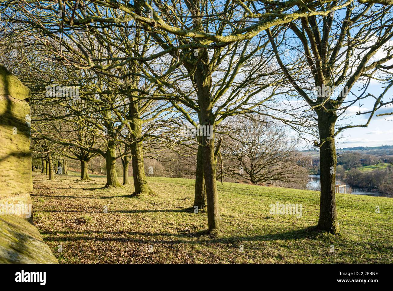 Early Spring Trees Stock Photo - Alamy