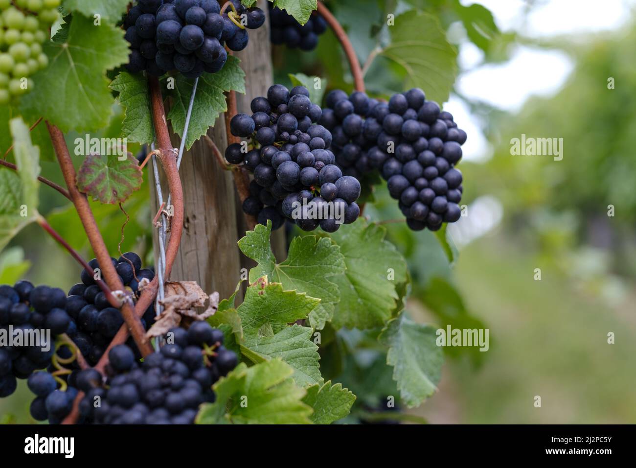 Ripe and big red wine grapes in the sunlight in a German vineyard Stock ...