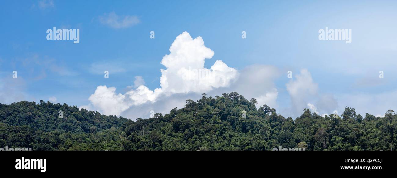 dorrigo tropical cold rainforest blue mountains australia panorama ...