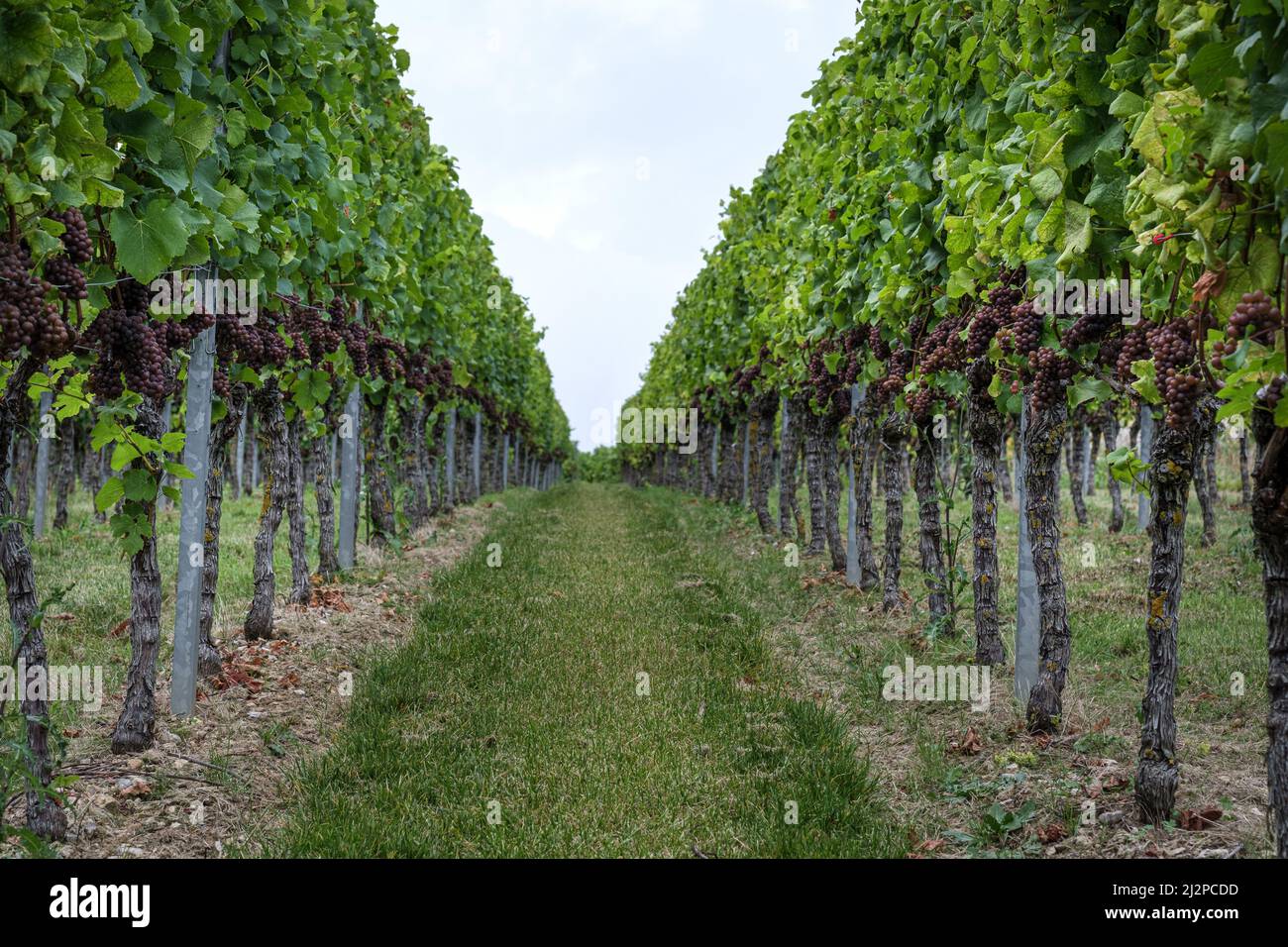 Row of Vineyard Grape Vines. Landscape with Line of grapevines and ...