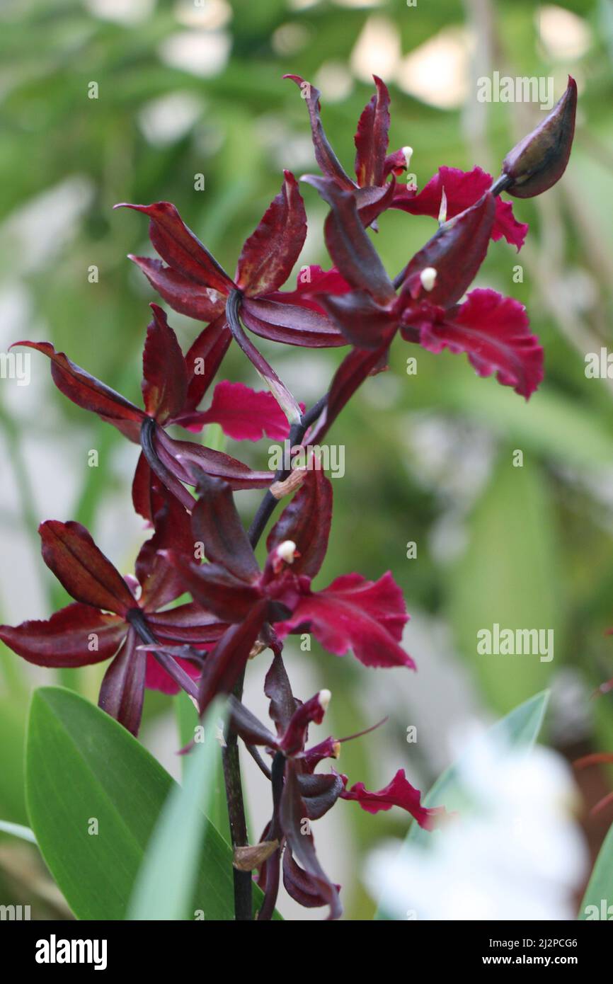 Red Orchid flower Stock Photo - Alamy