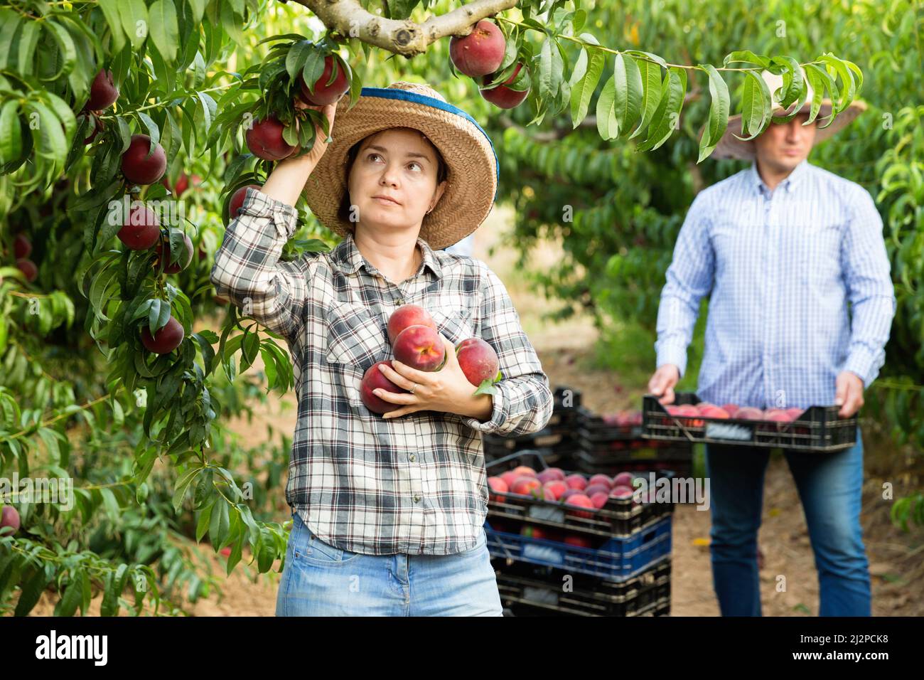 Woman gardener picking peaches from tree in garden, man on background ...