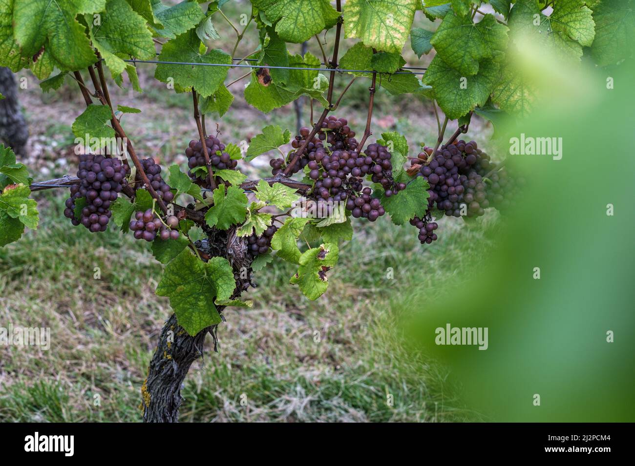 Ripe and big red wine grapes in the sunlight in a German vineyard Stock ...