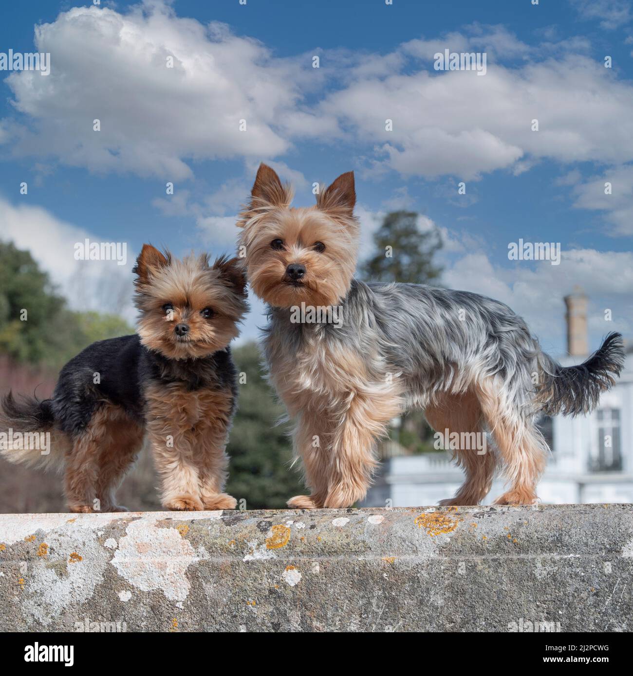 two Yorkshire terriers Stock Photo - Alamy
