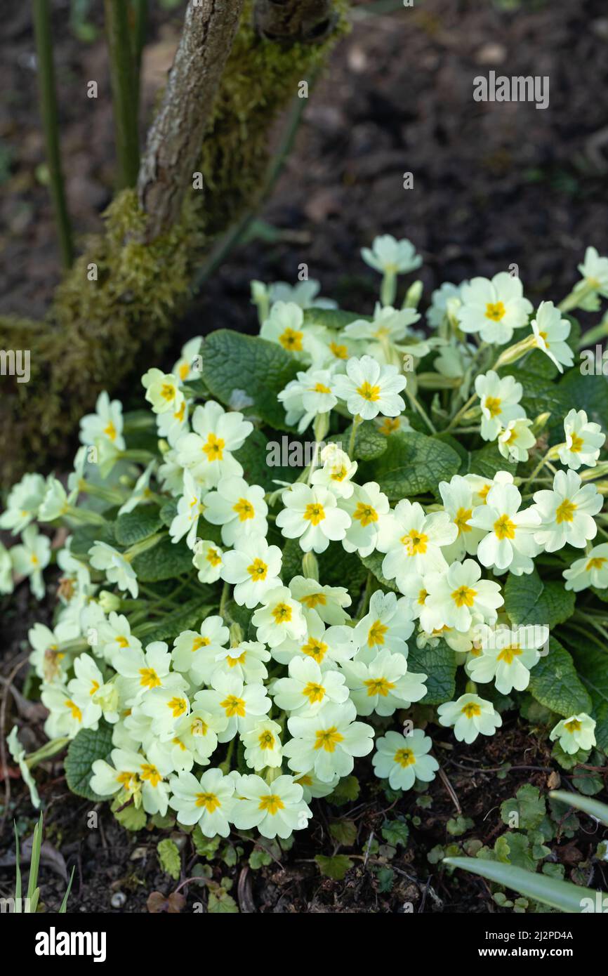 Close up of a clump of common Primroses / Primula vulgaris flowering in ...