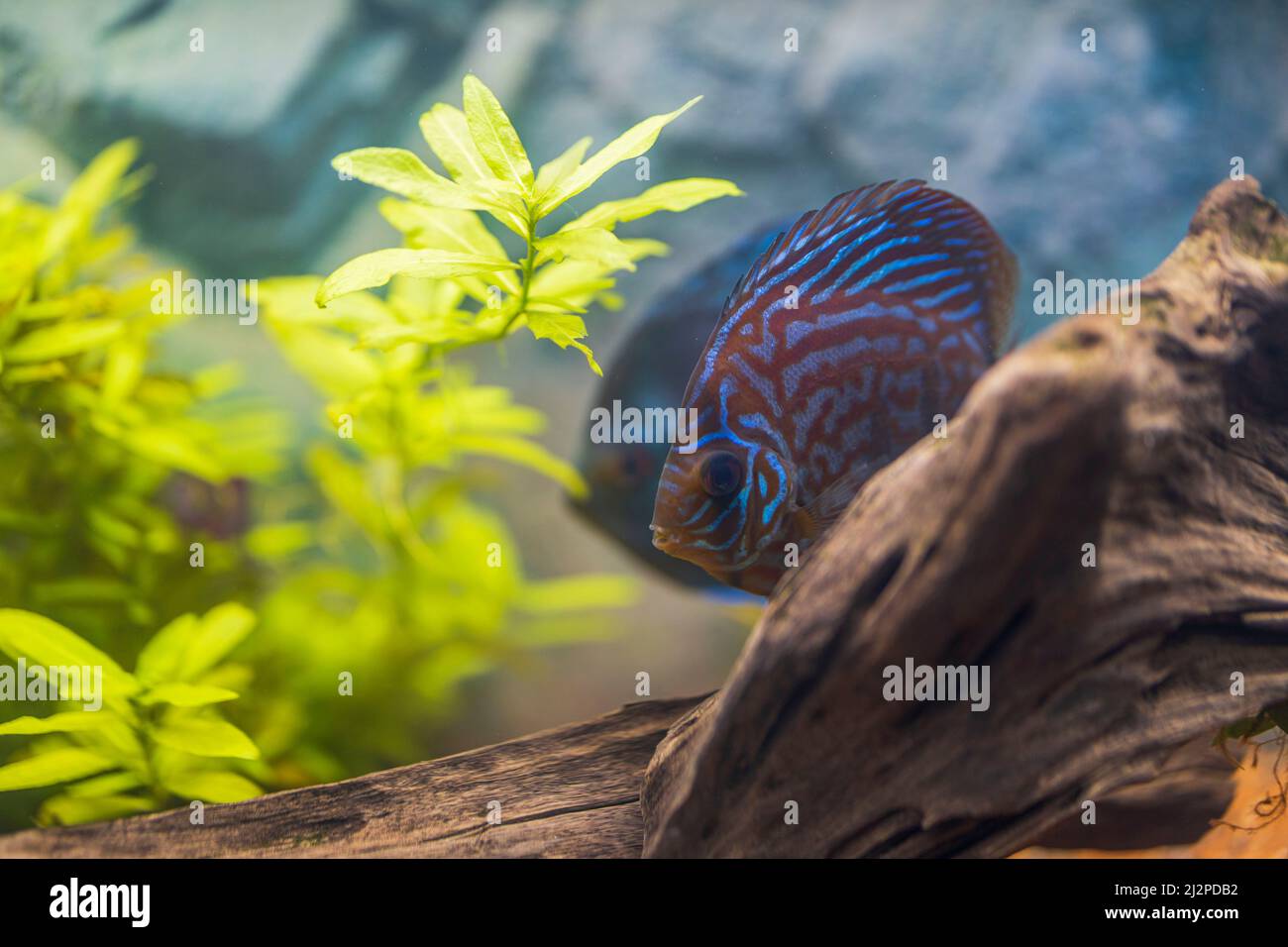 Beautiful view of gorgeous tiger Turks discus aquarium fish. Sweden ...