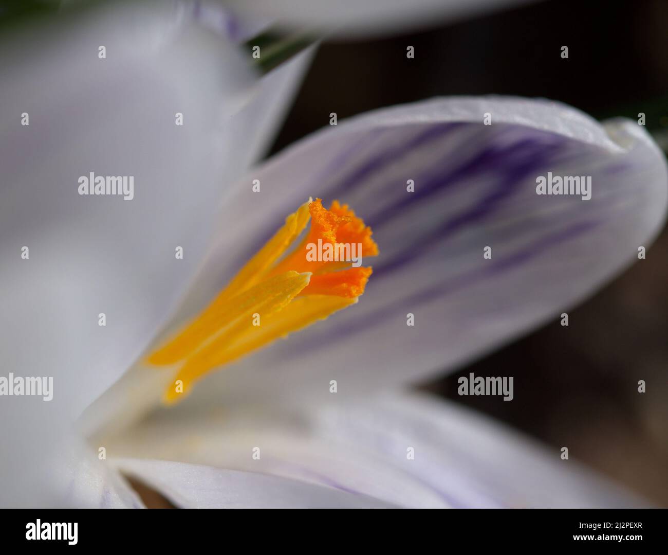 Pic krokus hi-res stock photography and images - Alamy