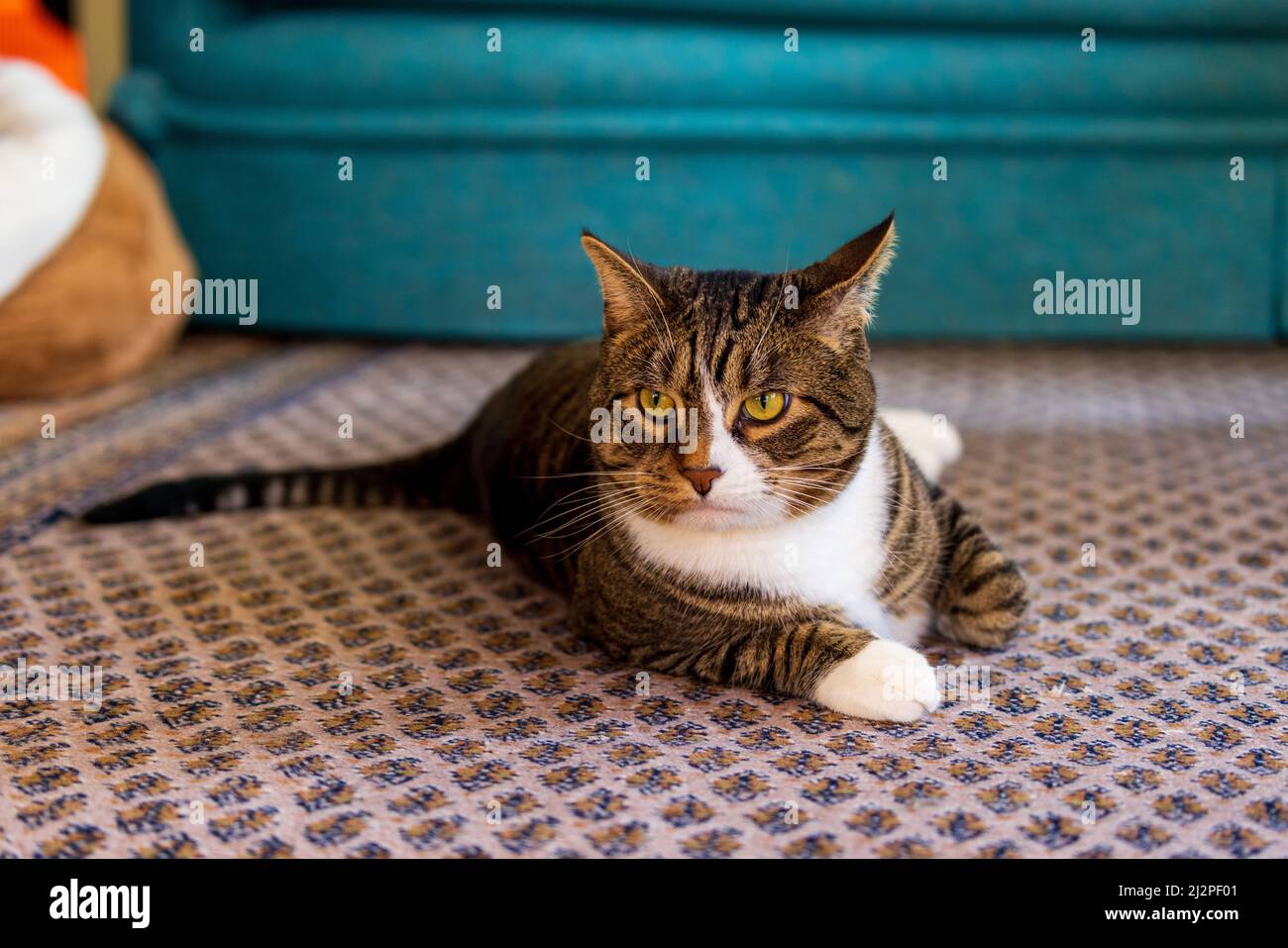 Cat with ears swept back and funny expression laying on floor Stock ...