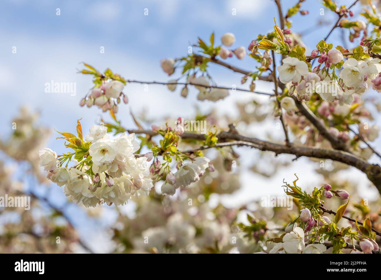 Prunus 'Tai-haku' Great White Cherry Tree Stock Photo - Alamy