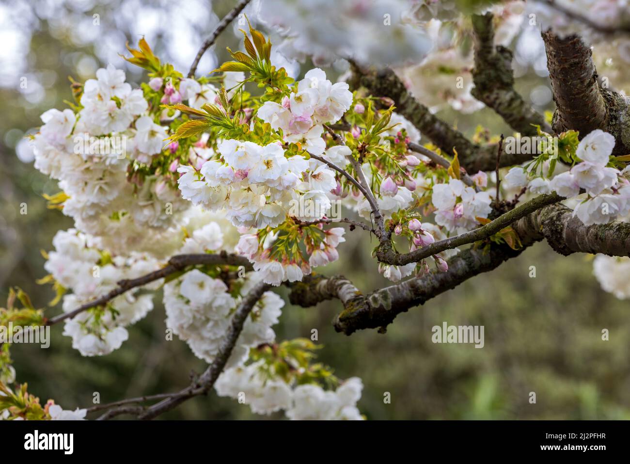 Prunus 'Tai-haku' Great White Cherry Tree Stock Photo - Alamy