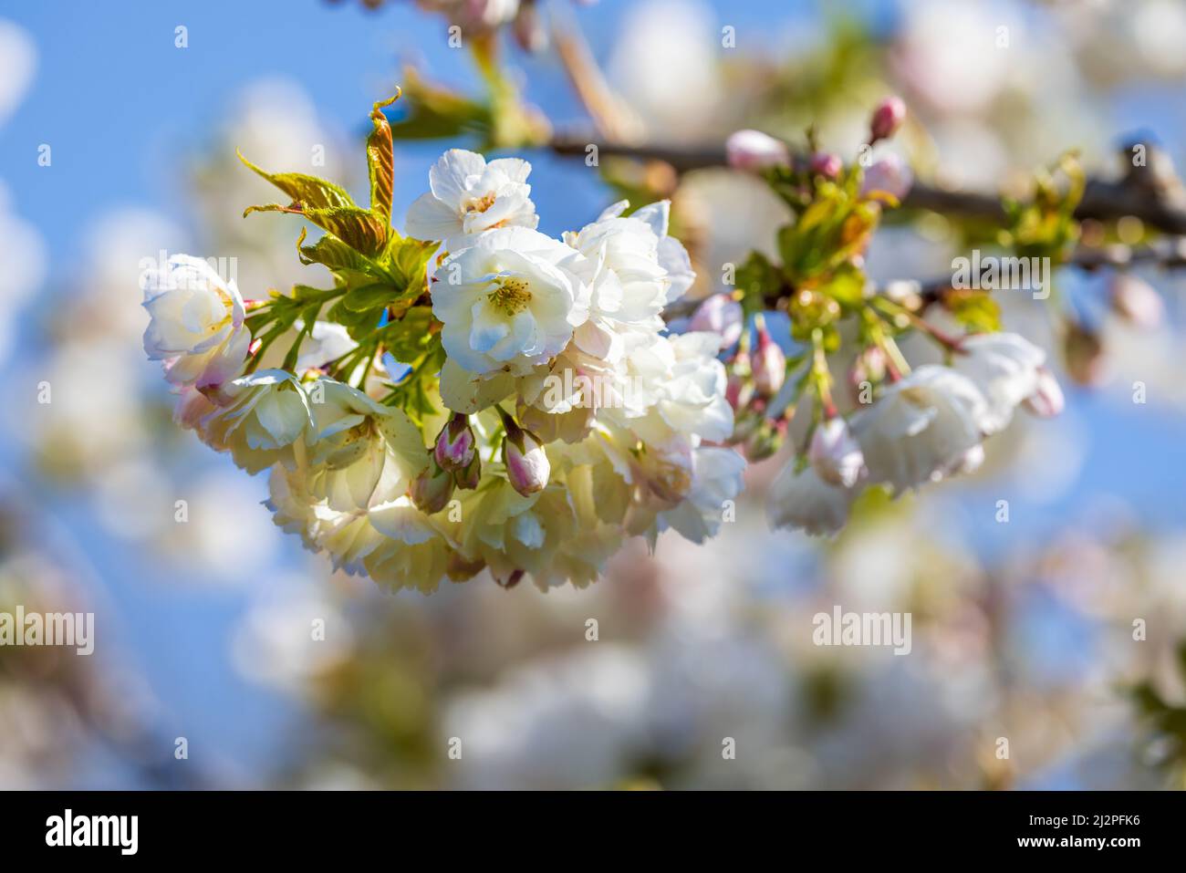 Prunus 'Tai-haku' Great White Cherry Tree Stock Photo - Alamy