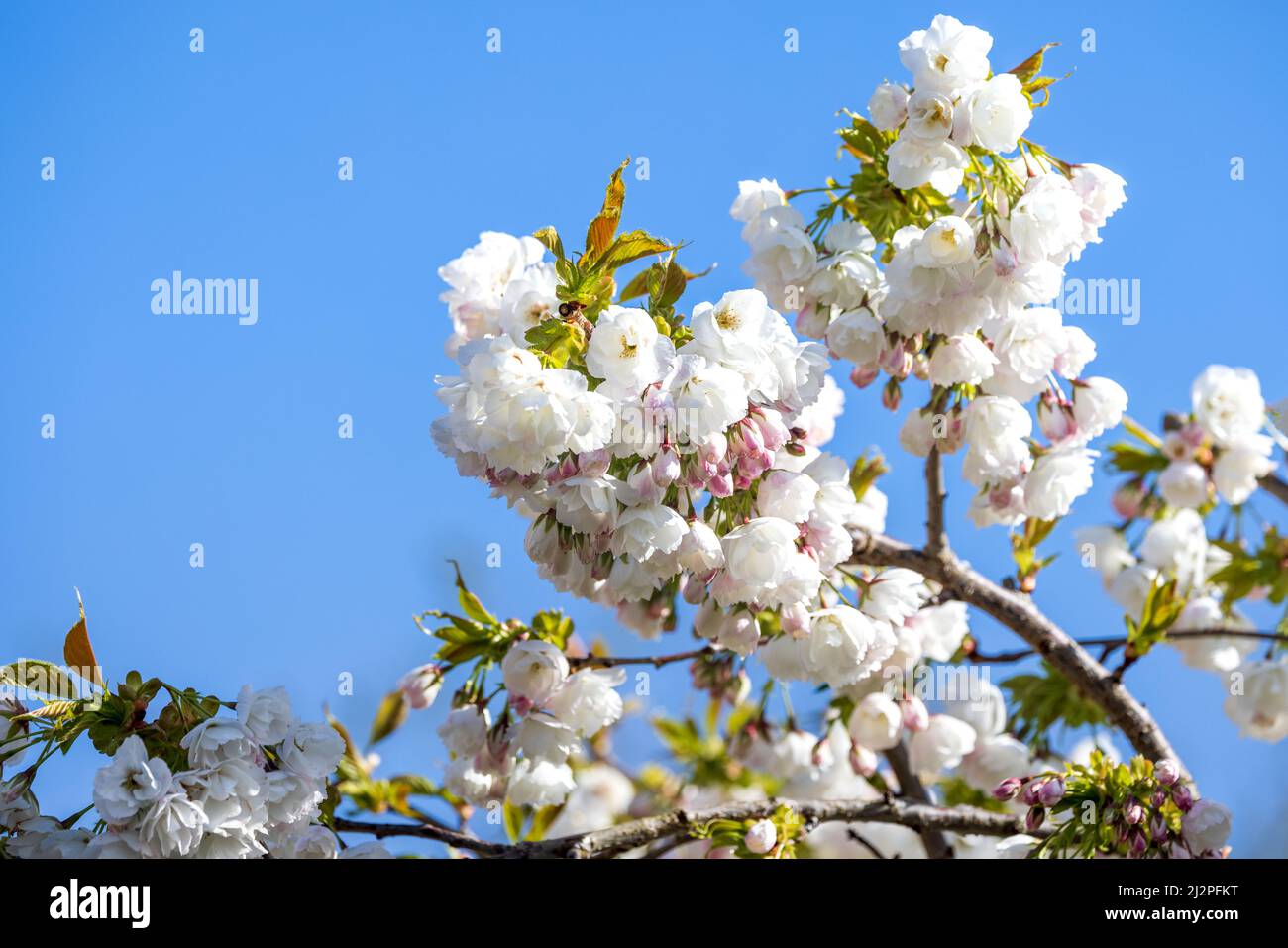 Prunus 'Tai-haku' Great White Cherry Tree Stock Photo - Alamy