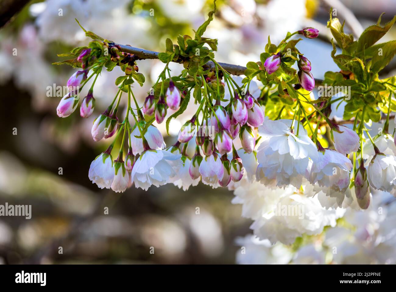 Prunus 'Tai-haku' Great White Cherry Tree Stock Photo - Alamy