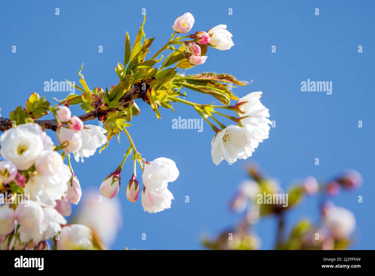 Prunus taihaku flowers hi-res stock photography and images - Alamy