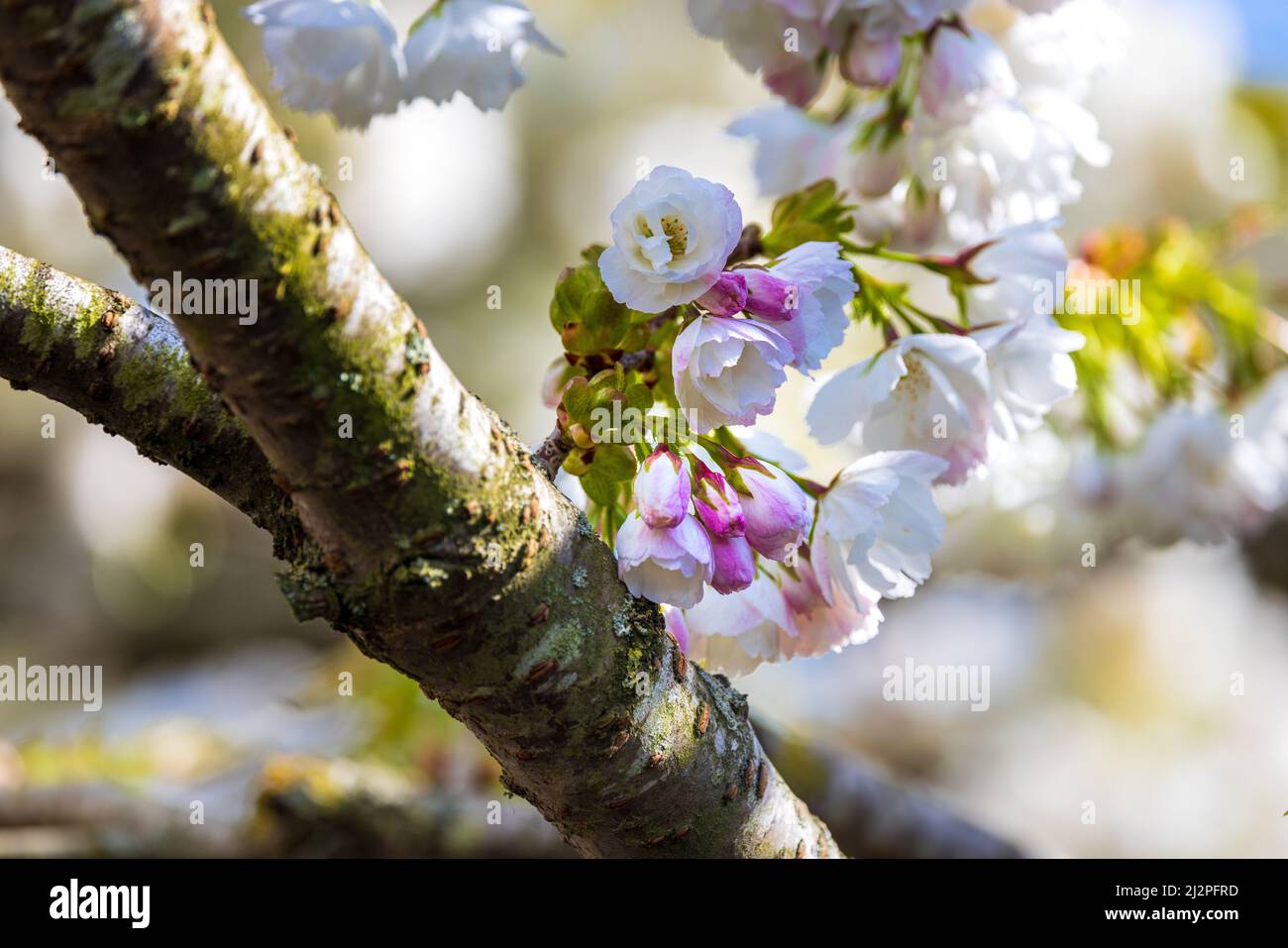 Prunus 'Tai-haku' Great White Cherry Tree Stock Photo - Alamy