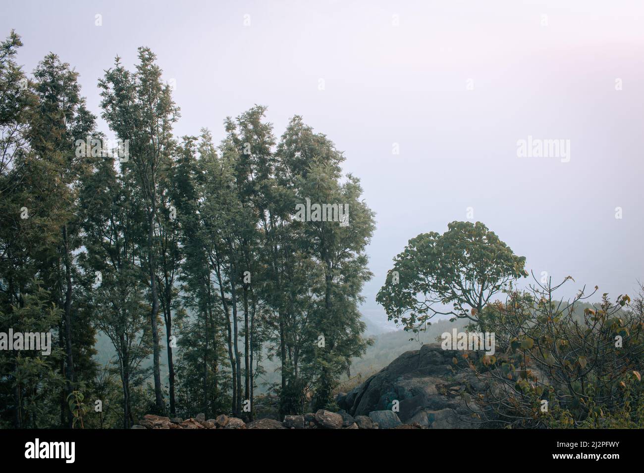 Trees along terrain area in Shevaroy Hills, Yercaud, India Stock Photo ...