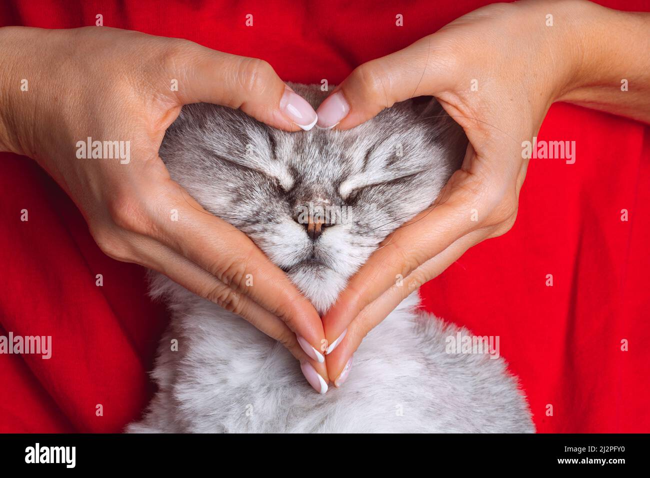 Woman holding lovely cat face and making a heart shape with hands. Love ...