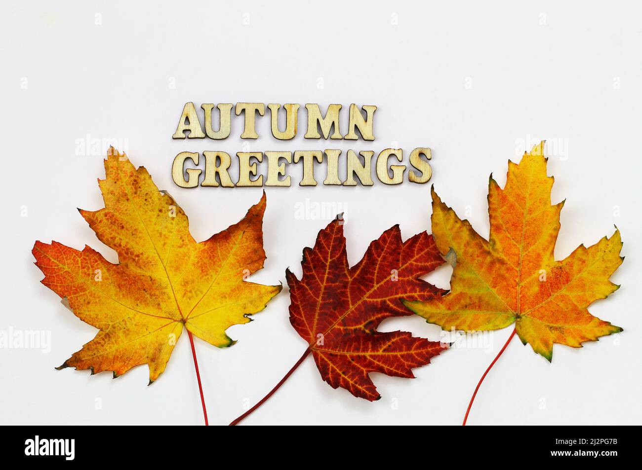 Autumn greetings written with wooden letters and colorful autumn maple ...