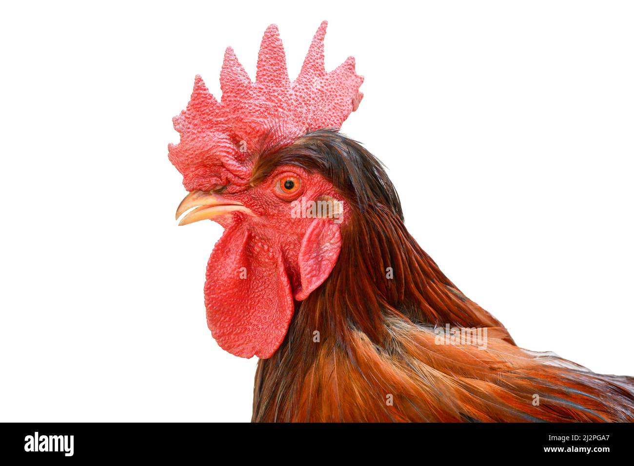 closeup portrait of a rooster, male domestic chicken bird with brown ...