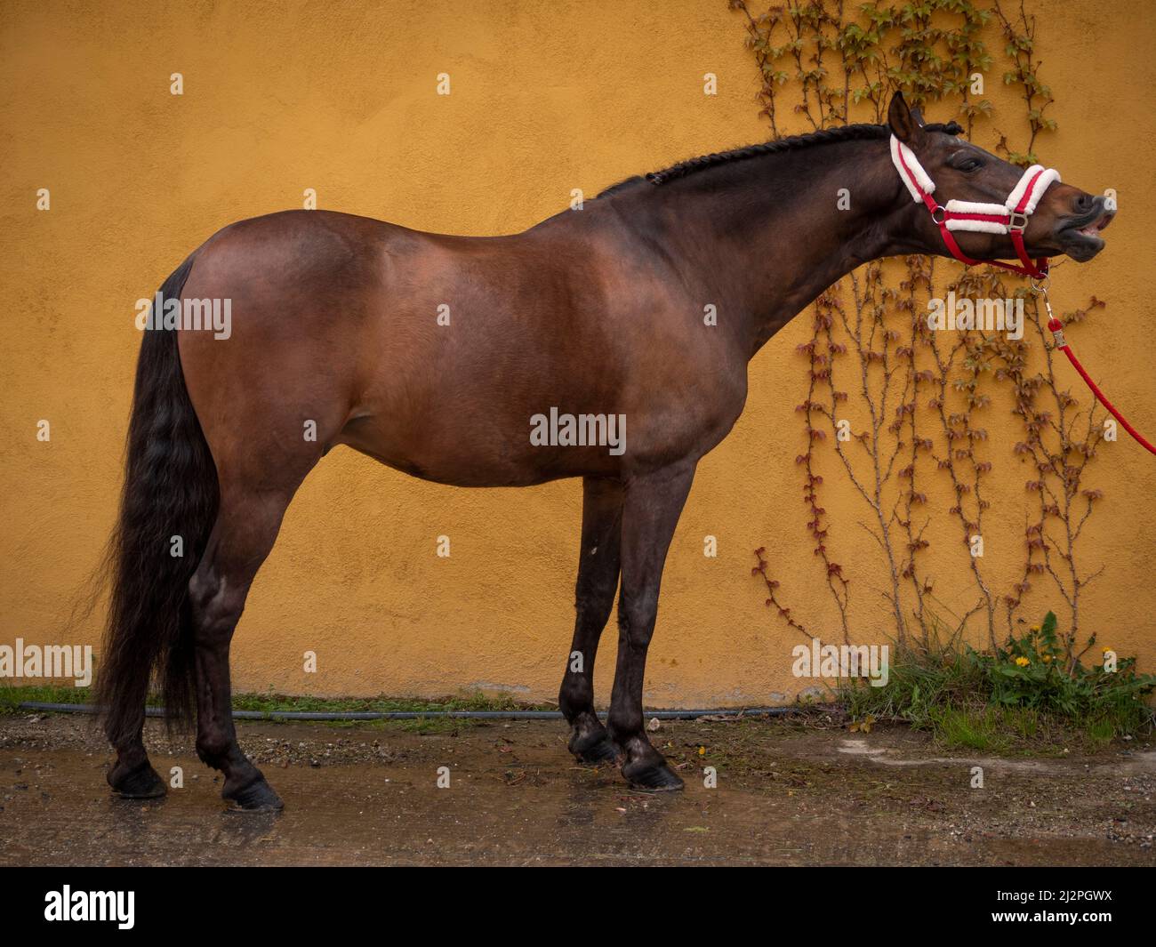 Flehmen reflex hi-res stock photography and images - Alamy