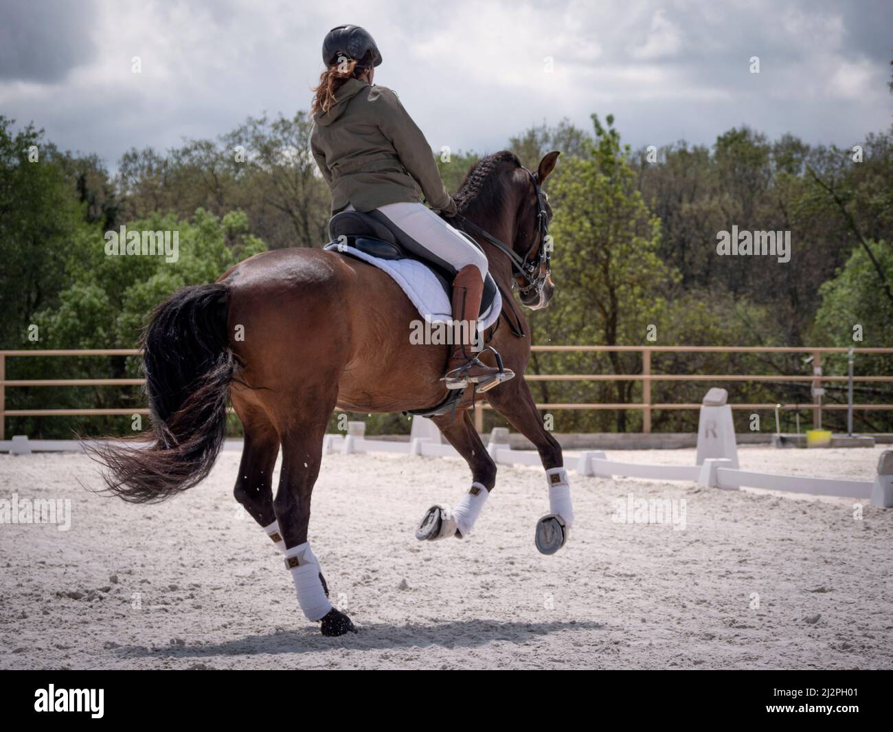 Female dressage rider training canter gait or gallop Stock Photo - Alamy
