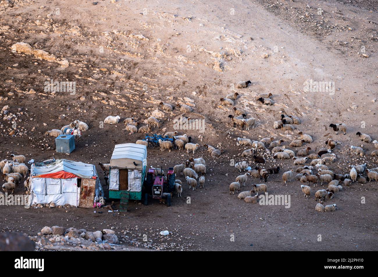Herd of sheep gathered in the pen. Jordan Stock Photo - Alamy