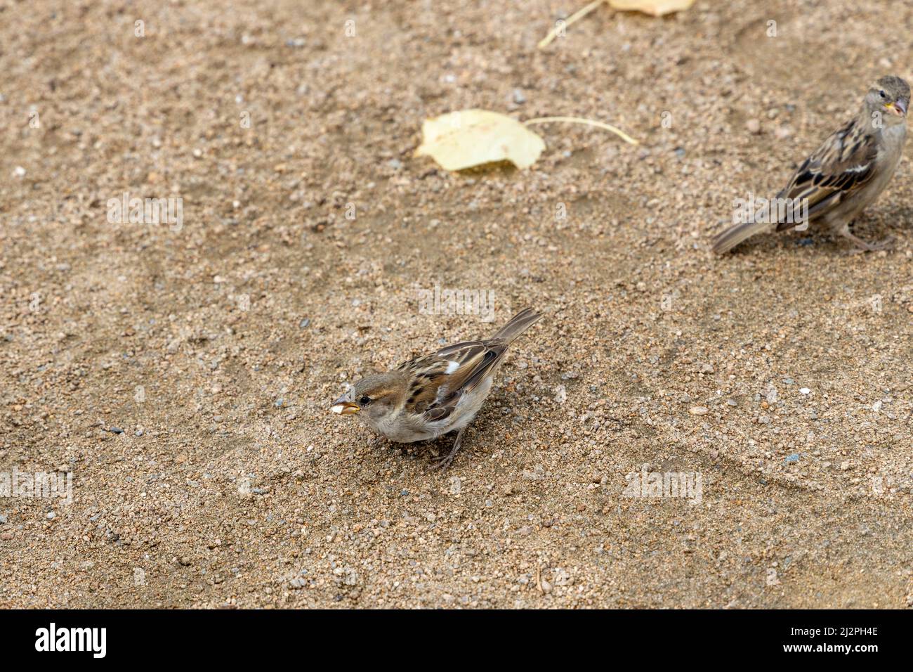 Sparrows cavort in the sand in summer Stock Photo - Alamy