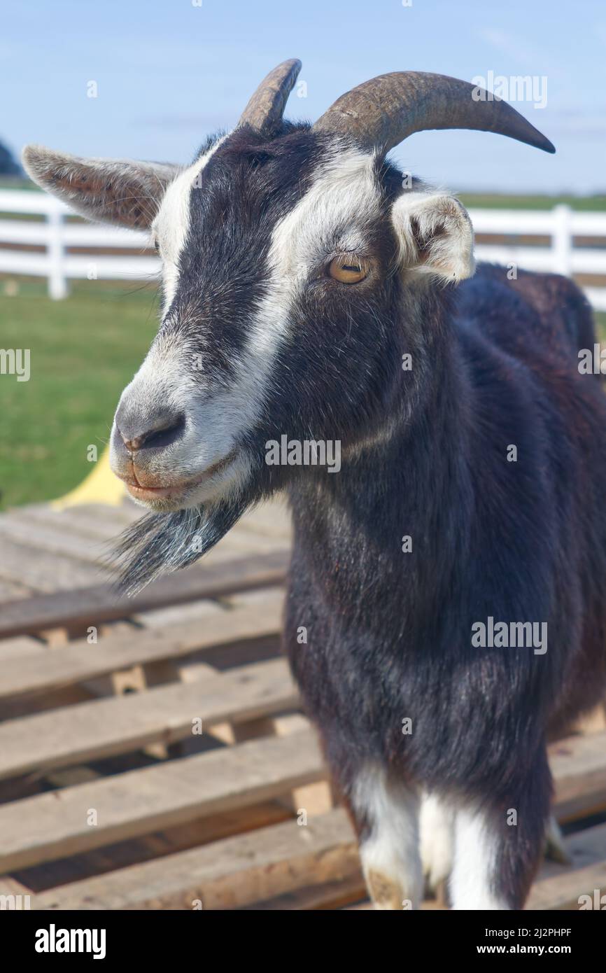 Goat on Amish Farm Stock Photo - Alamy