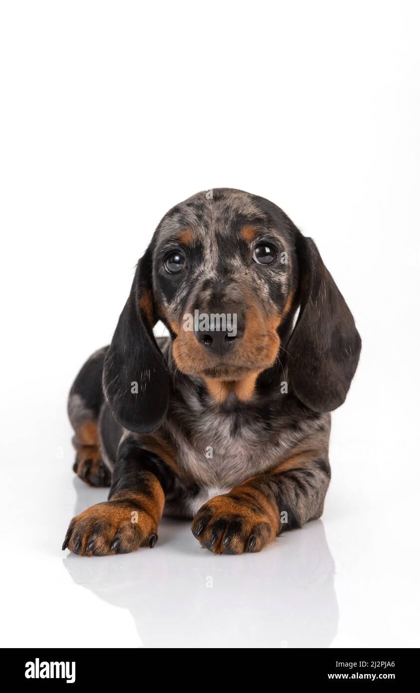 Curious marble dachshund puppy looks forward and tilts his head, lying ...
