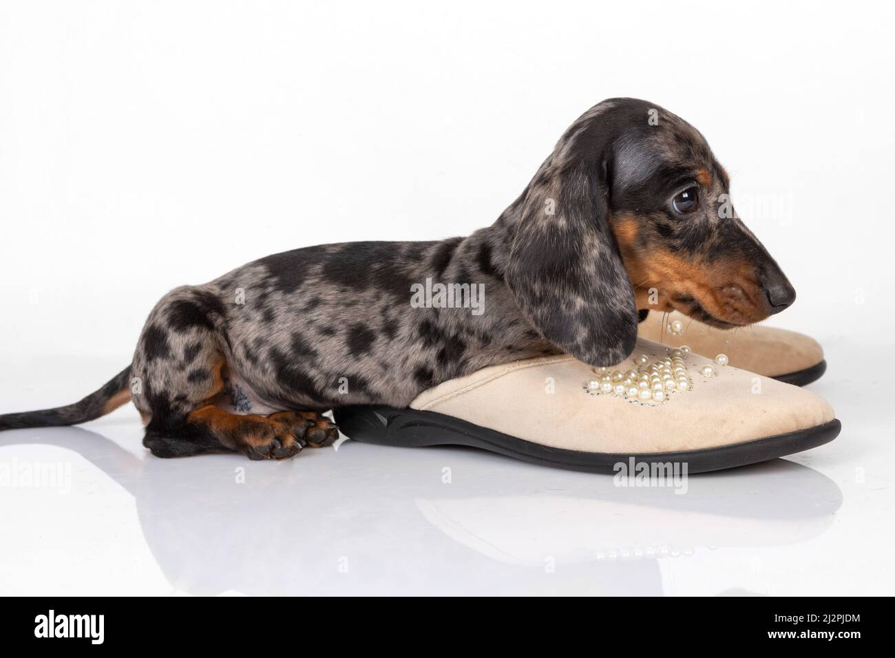 Little marble dachshund puppy with shoes lying on a white studio ...
