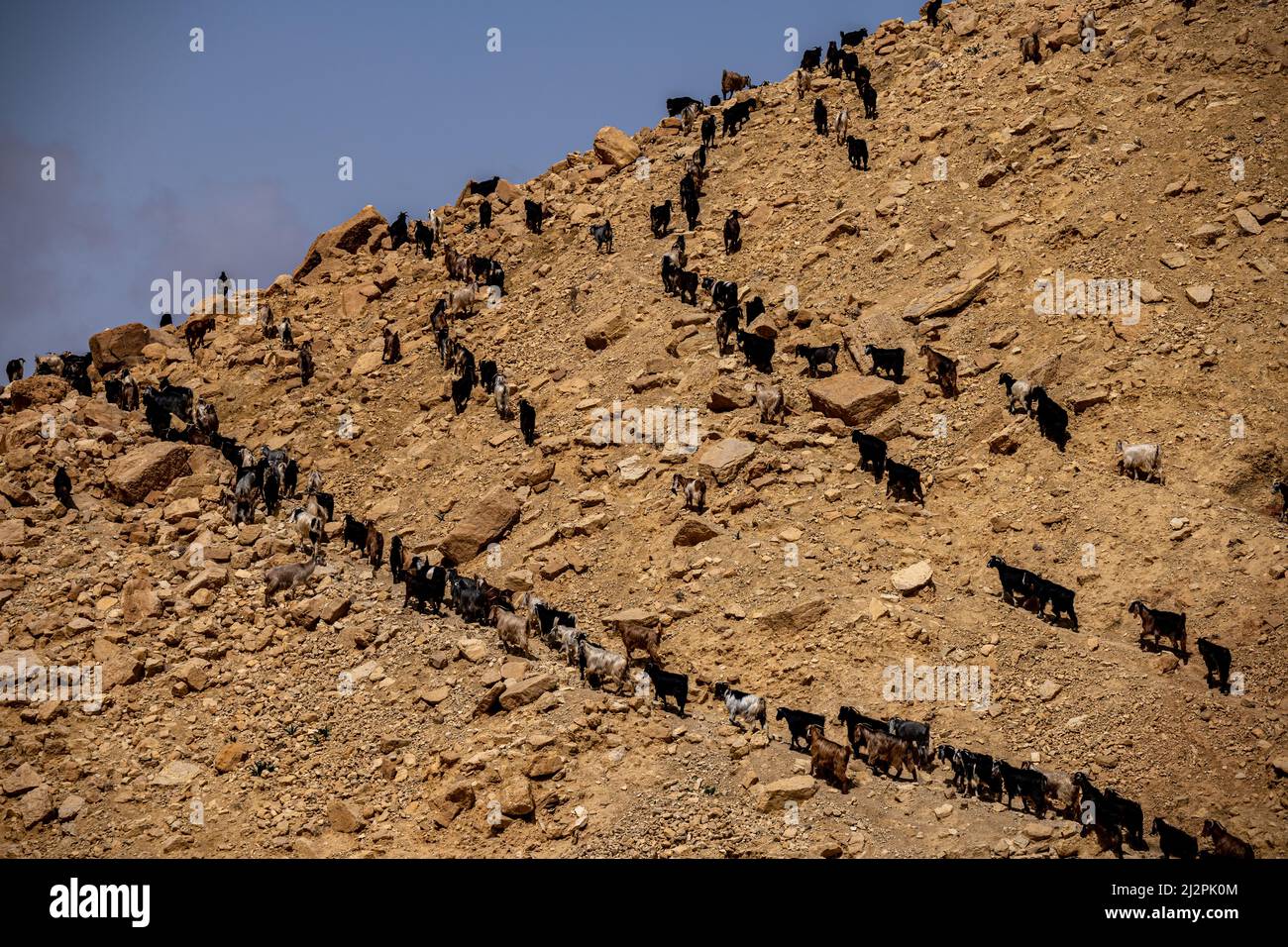 Jordan goat hi-res stock photography and images - Alamy