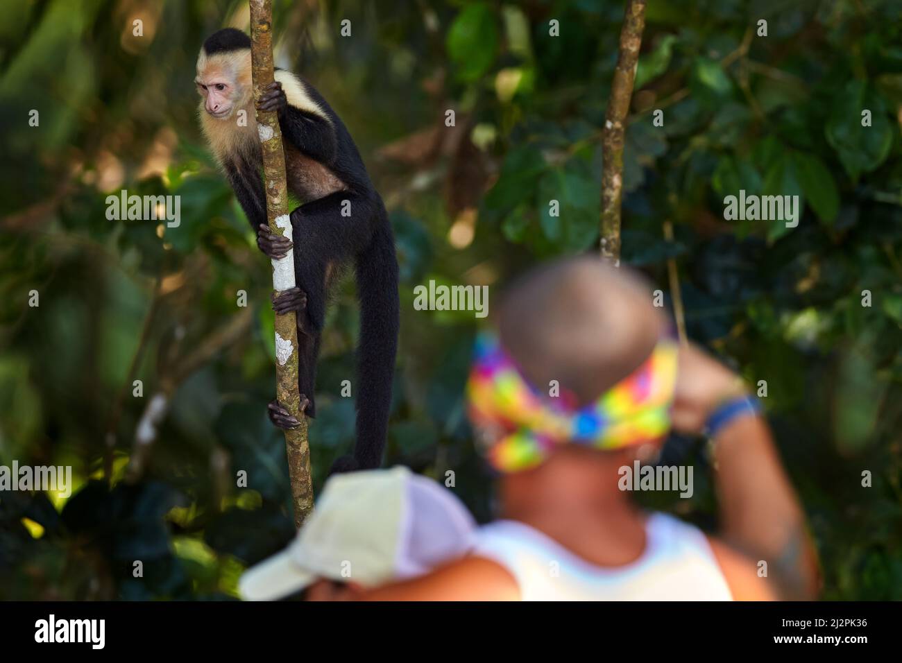 Photographers, monkey disturb in the forest. White-headed Capuchin ...