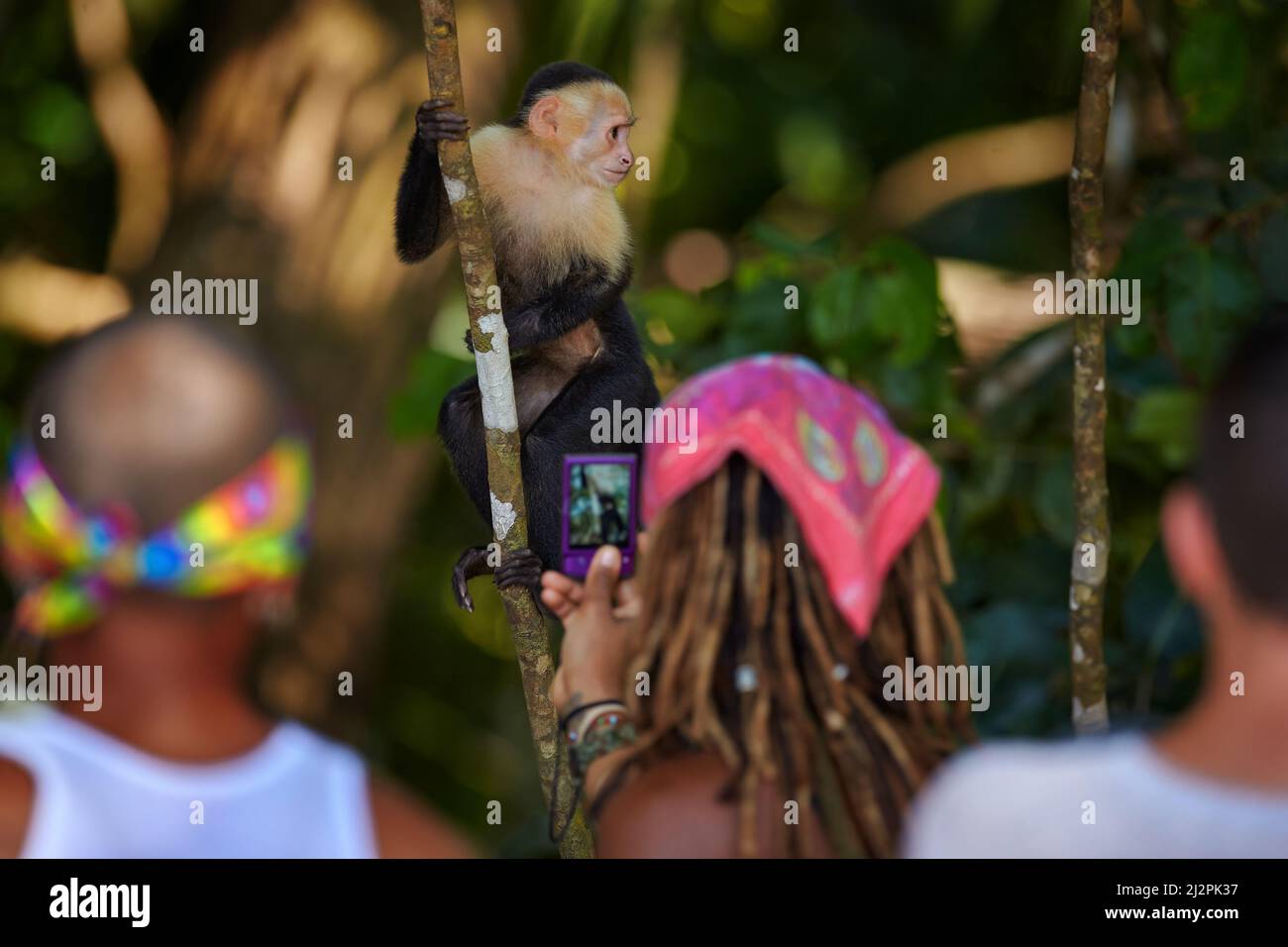 Photographers, monkey disturb in the forest. White-headed Capuchin ...