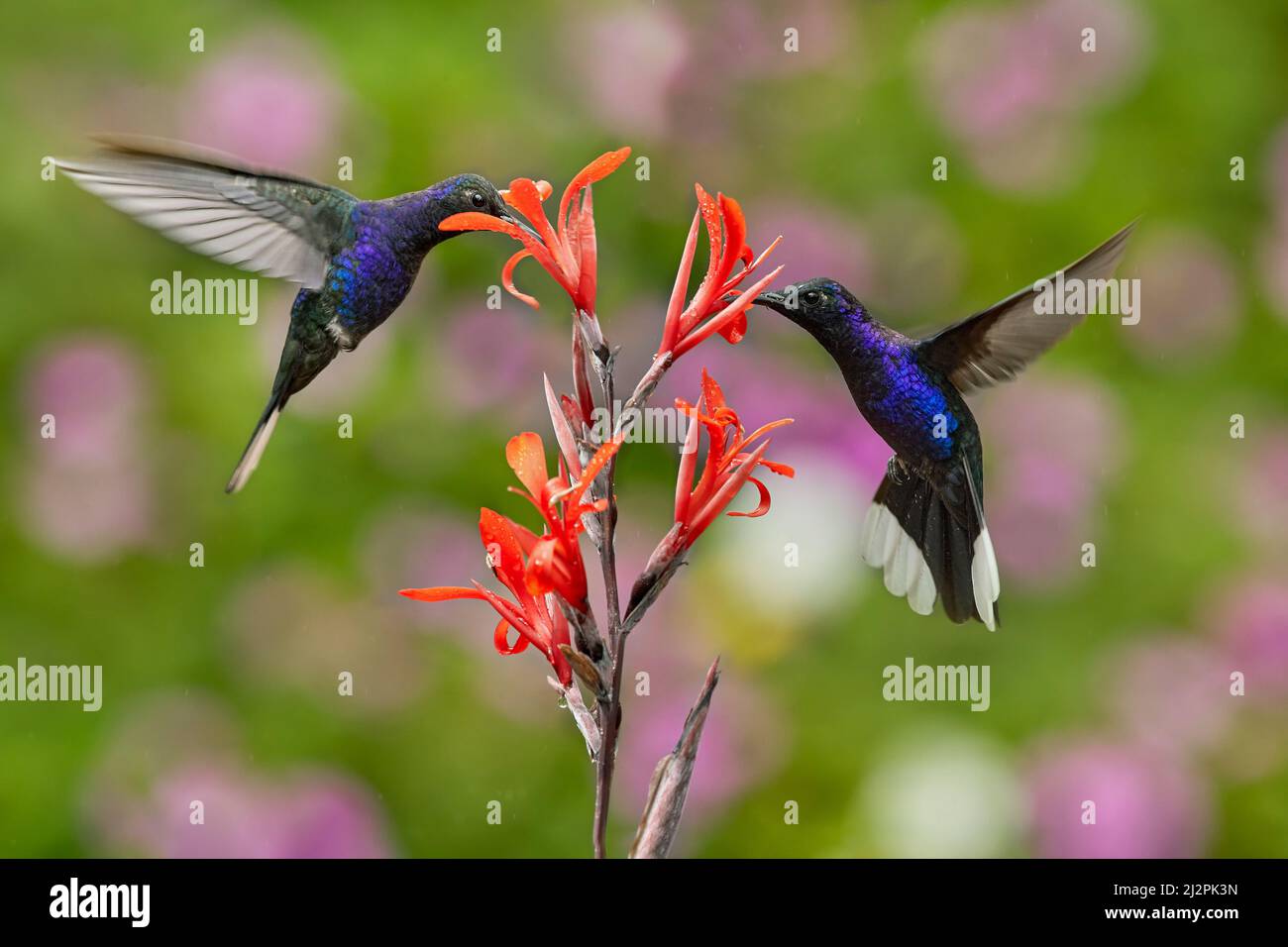 Blue hummingbird Violet Sabrewing flying next to beautiful red flower ...