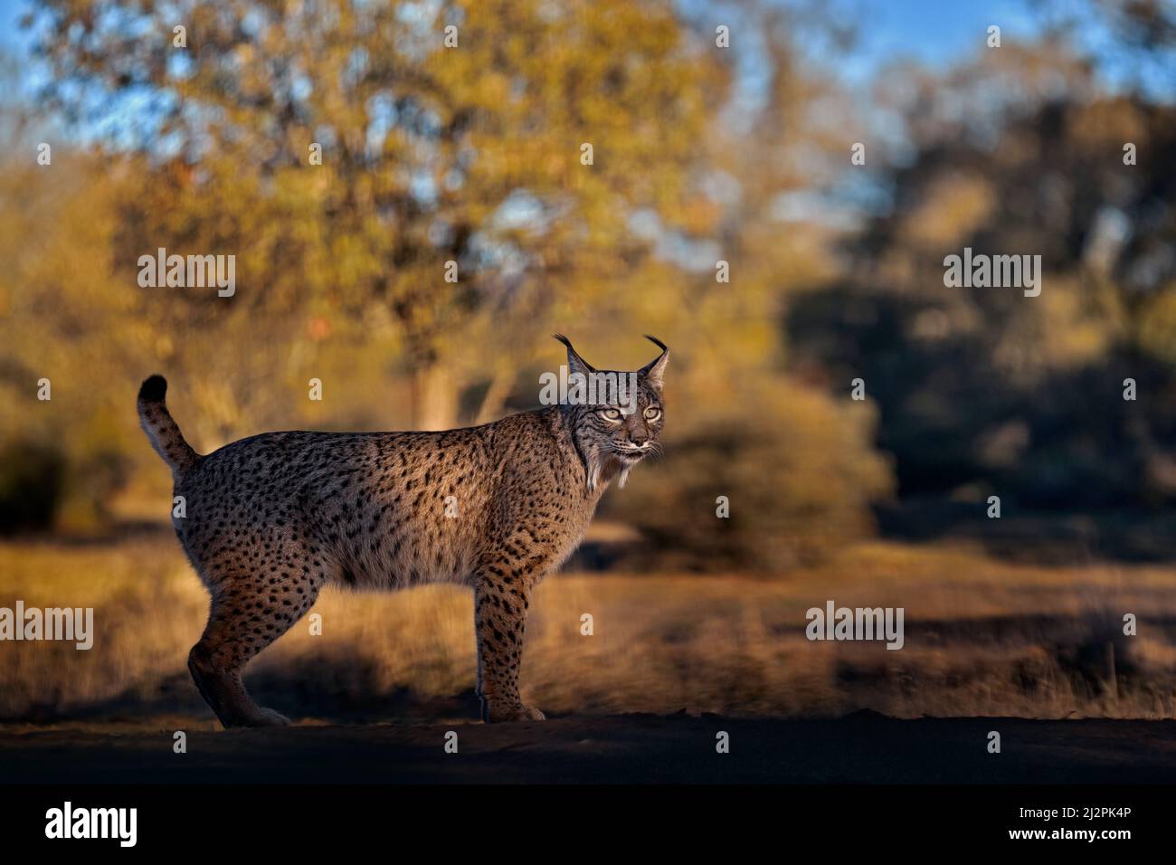 Spain wildlife. Iberian lynx, Lynx pardinus, wild cat endemic Spain in ...