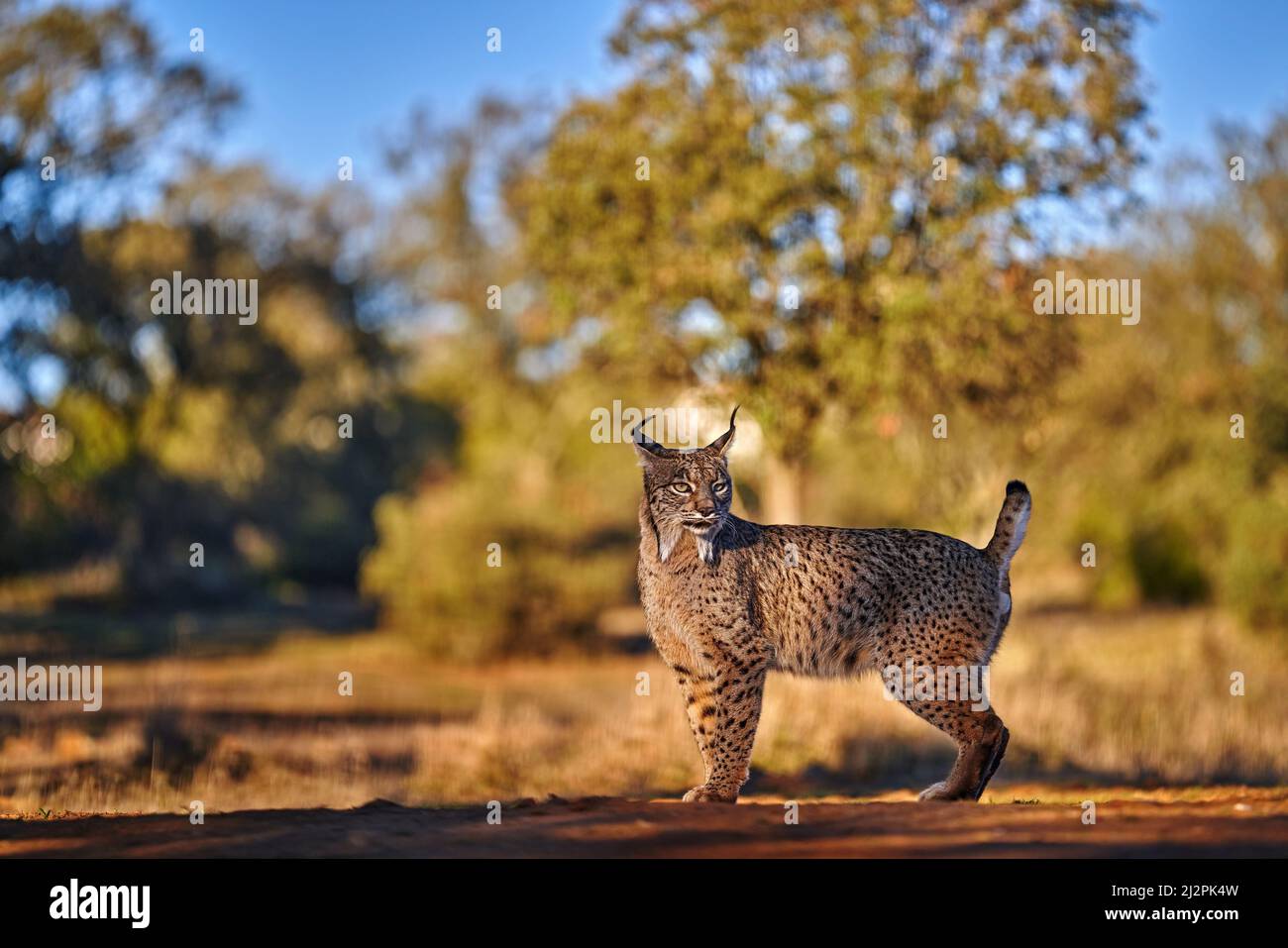 Spain wildlife. Iberian lynx, Lynx pardinus, wild cat endemic Spain in ...