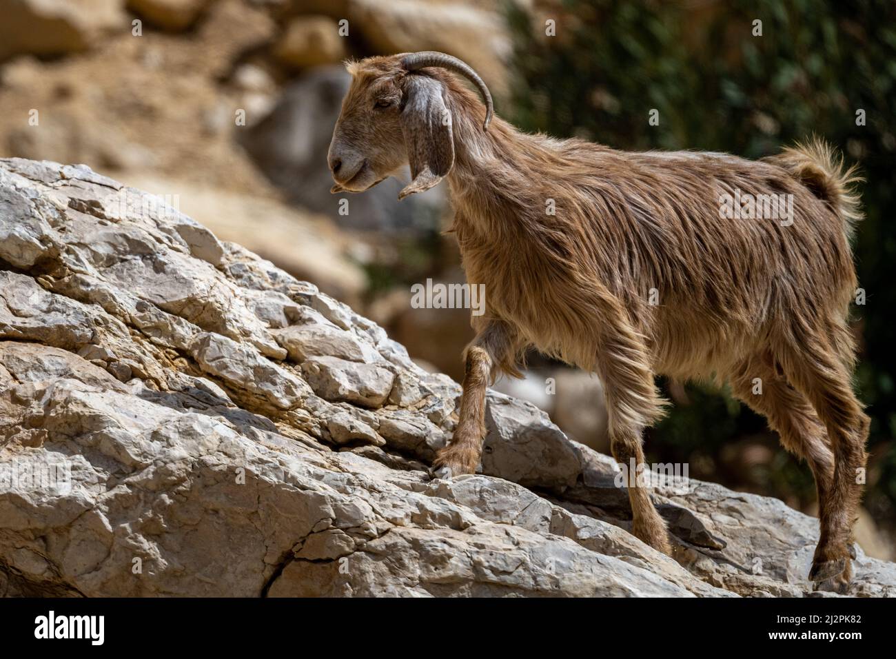 Jordan goat hi-res stock photography and images - Alamy