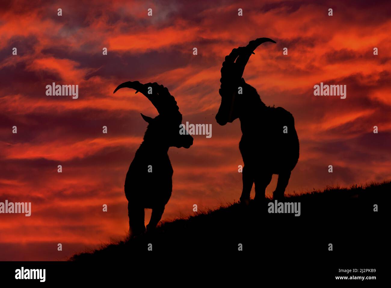 Ibex sunset in Alps. Animals silhouettes with orange evening sunset in ...