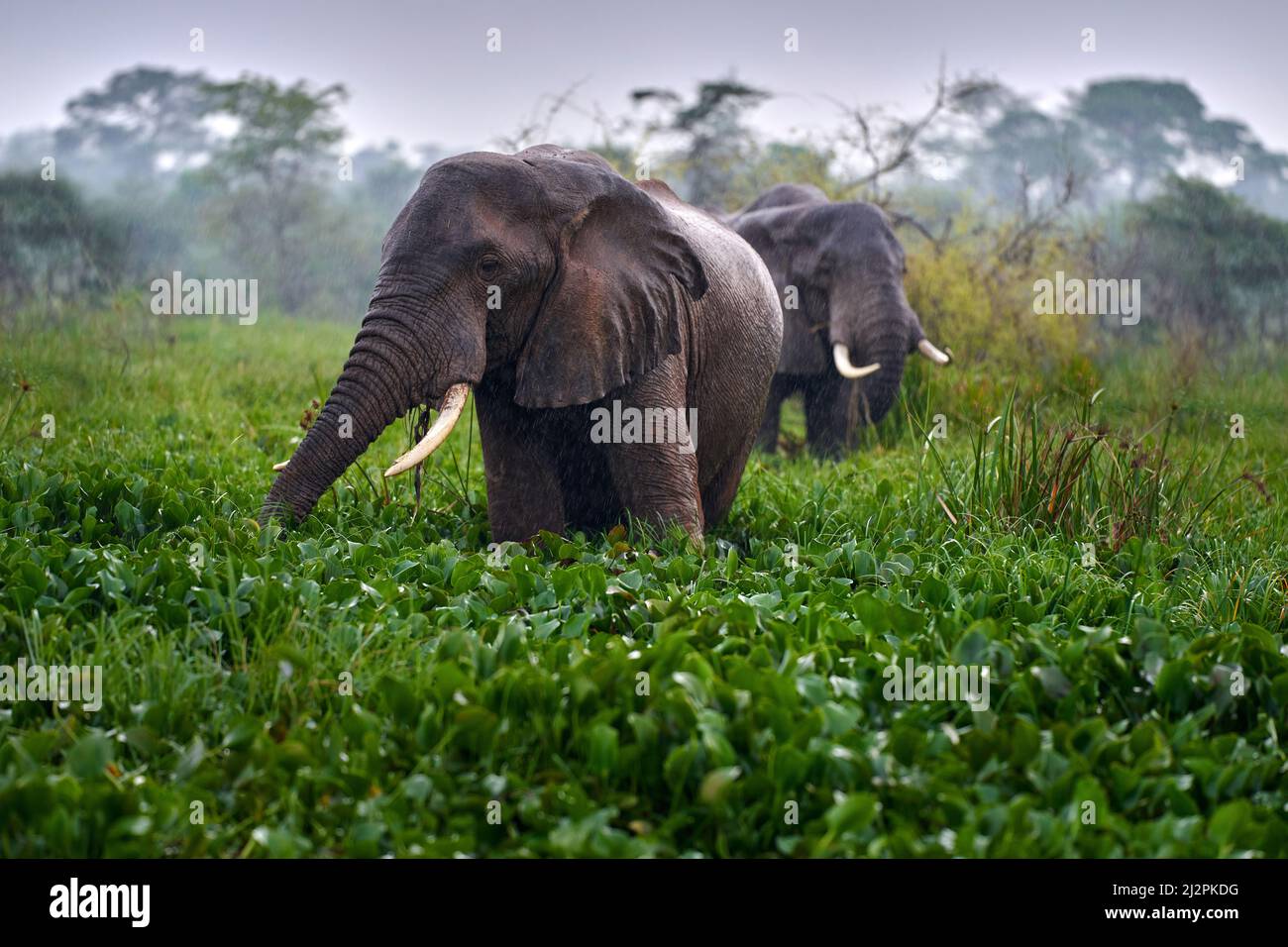 Elephant in rain, Victoria Nile delta. Elephant in Murchison Falls NP ...