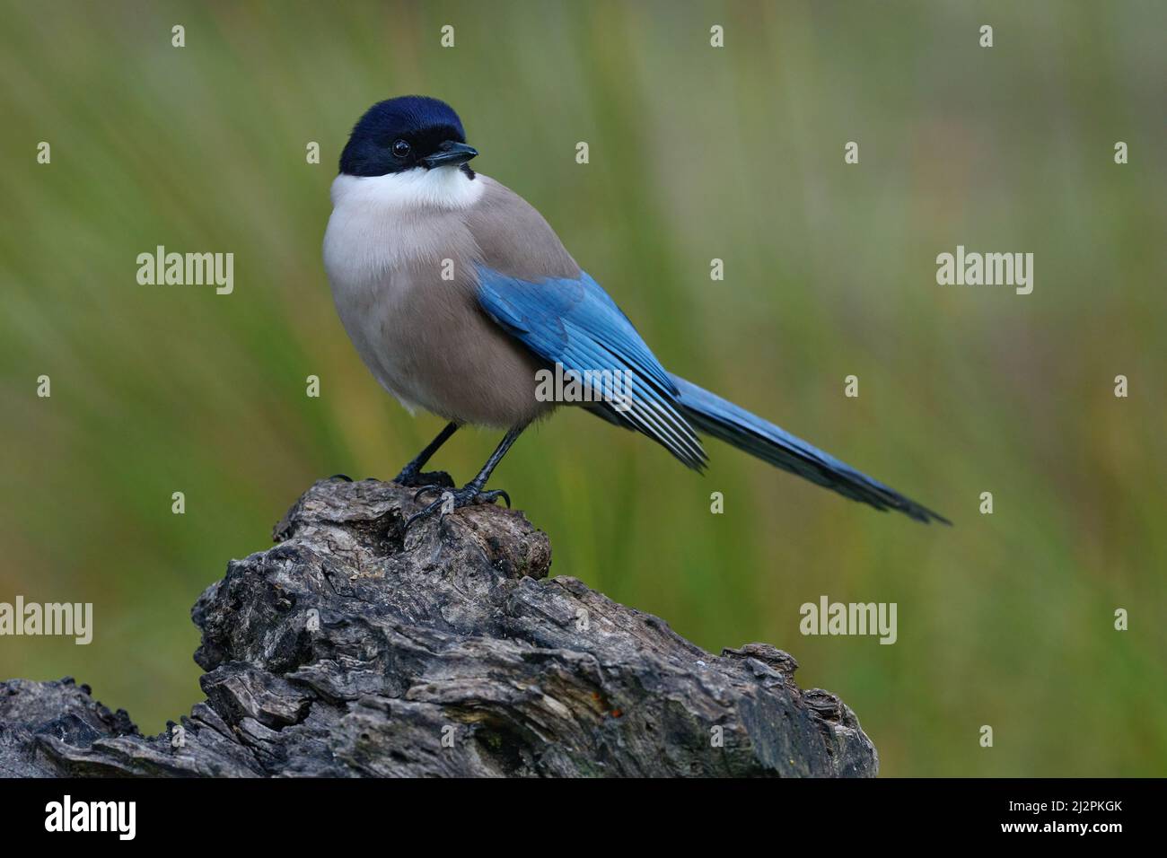 Azure-winged Magpie, Cyanopica cyanus, rare bird on the rock habitat ...