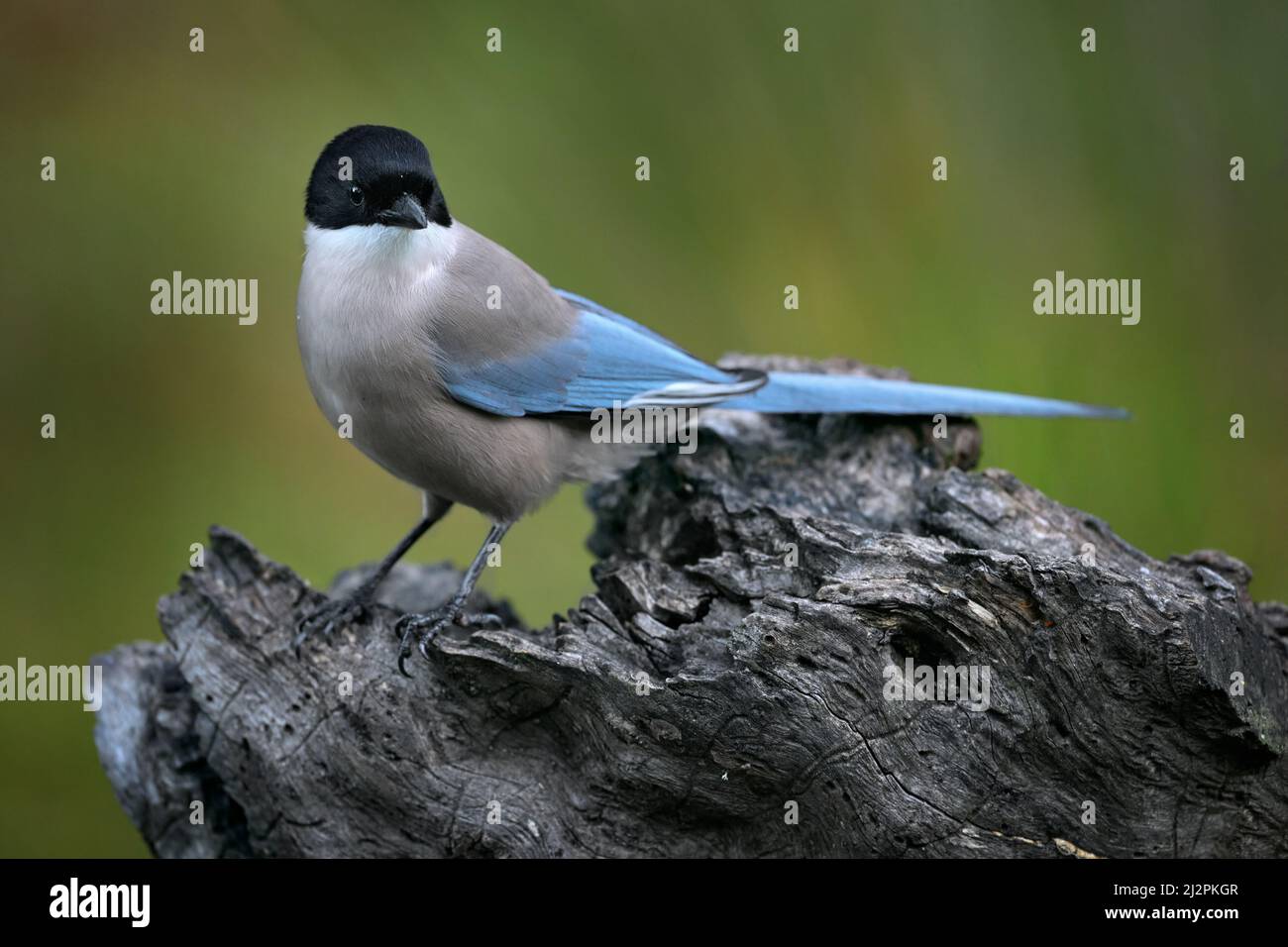 Azure-winged Magpie, Cyanopica cyanus, rare bird on the rock habitat ...
