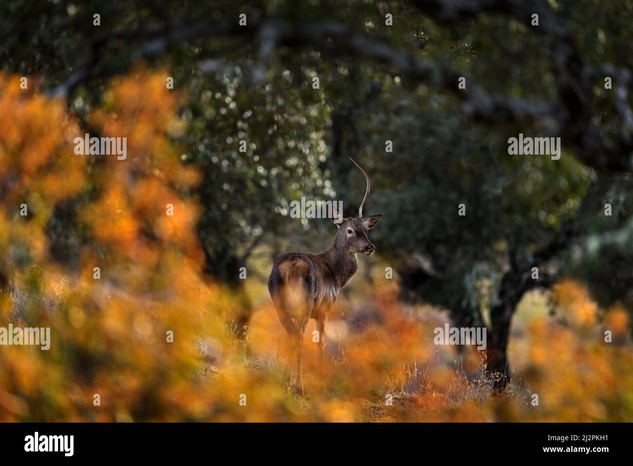 Sierra de andujar national park hi-res stock photography and images - Alamy