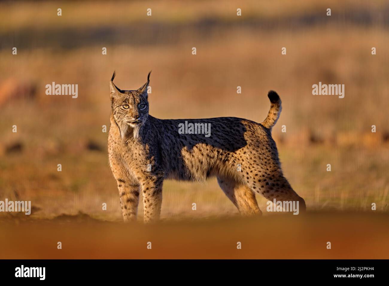Europe wildlife. Iberian lynx, Lynx pardinus, wild cat endemic Spain in ...