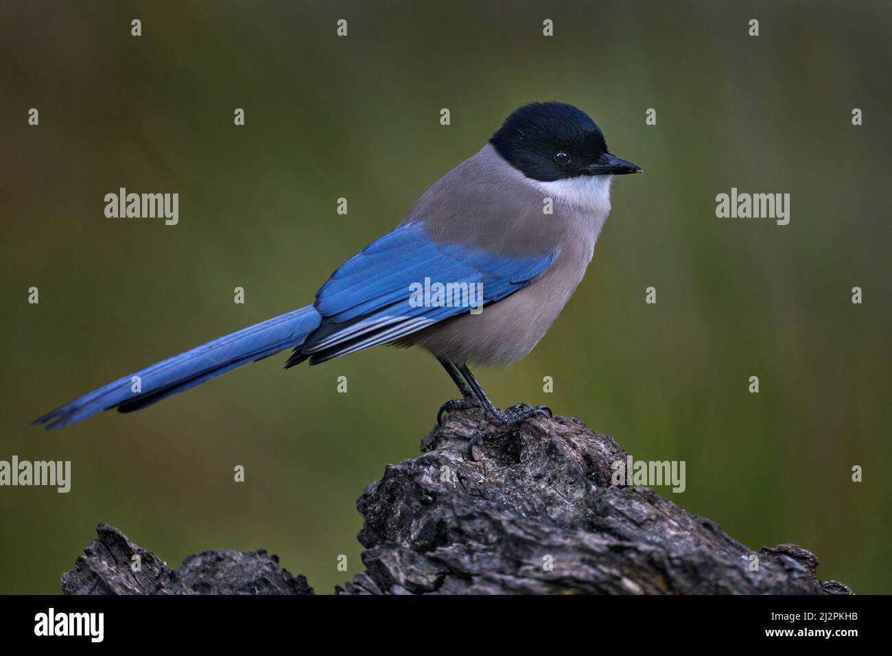 Azure-winged Magpie, Cyanopica cyanus, rare bird on the rock habitat ...